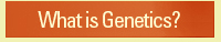 What is genetics about?